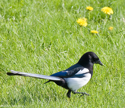 Skatan – Skatans tankar